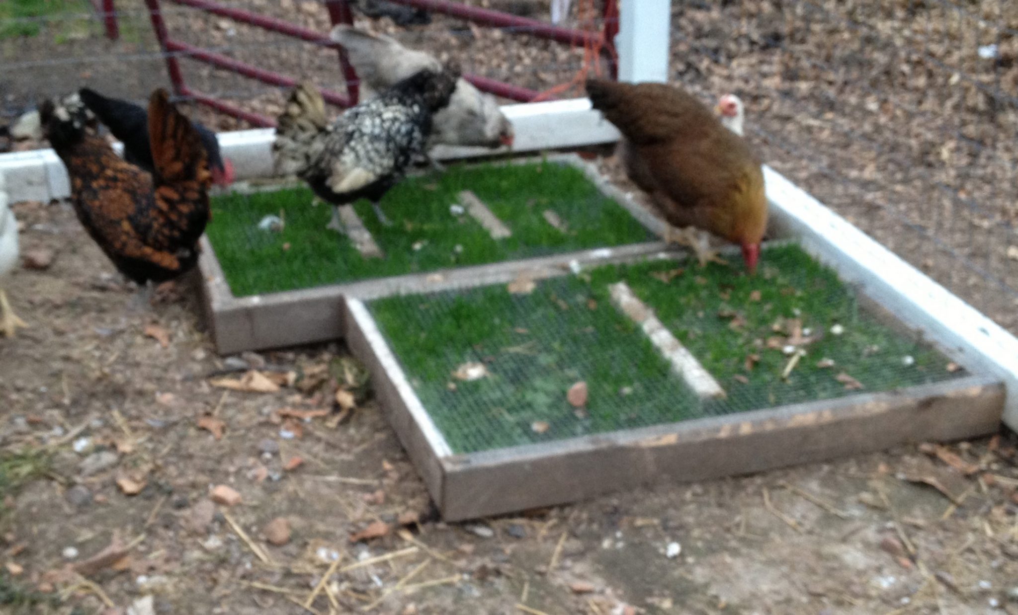 Chicken Grazing Boxes: Download Free PDF Plans | Hawk Hill