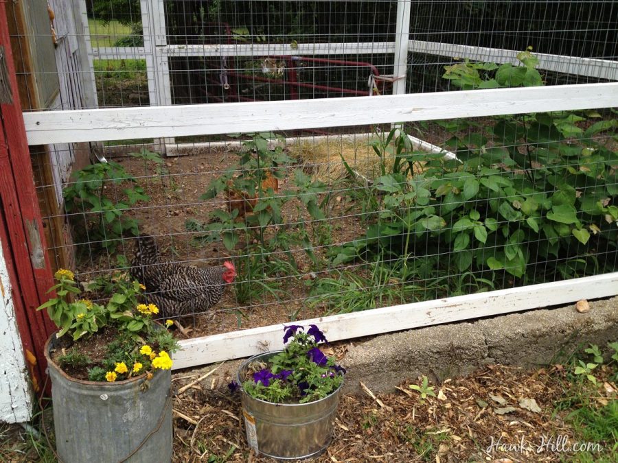 Our Old Chicken Coop: Keeping Modern Chickens in a Vintage Coop | Hawk Hill