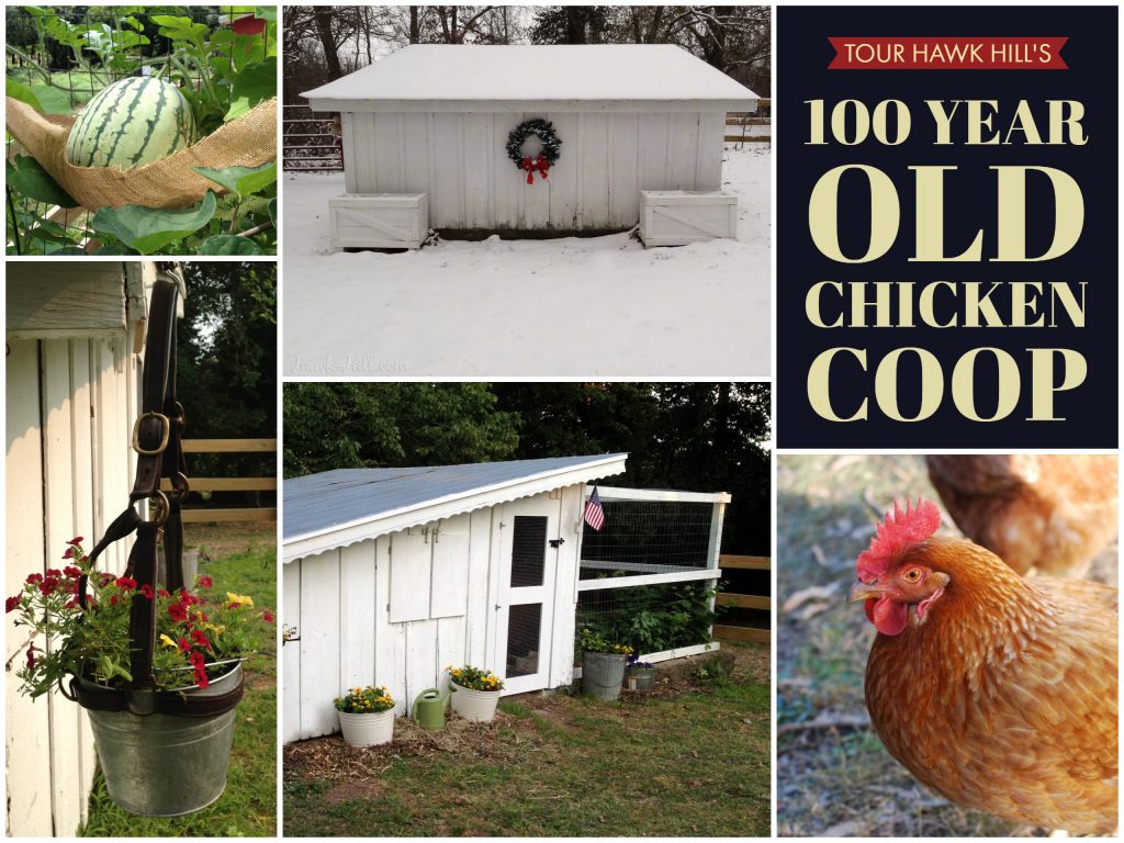 Our Old Chicken Coop: Keeping Modern Chickens in a Vintage Coop | Hawk Hill