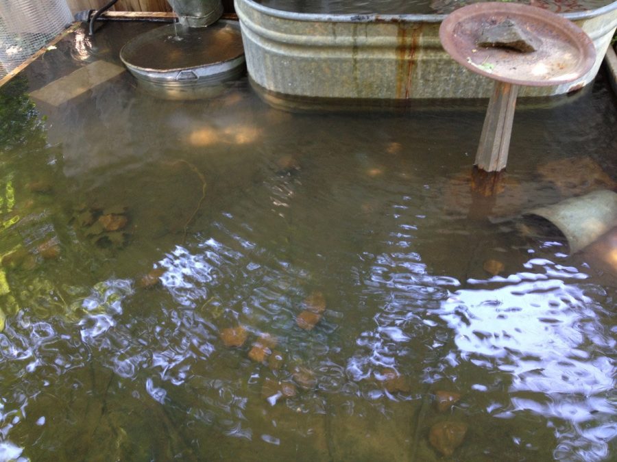 How to Build a No-Dig Backyard Pond for Under $70 | Hawk Hill