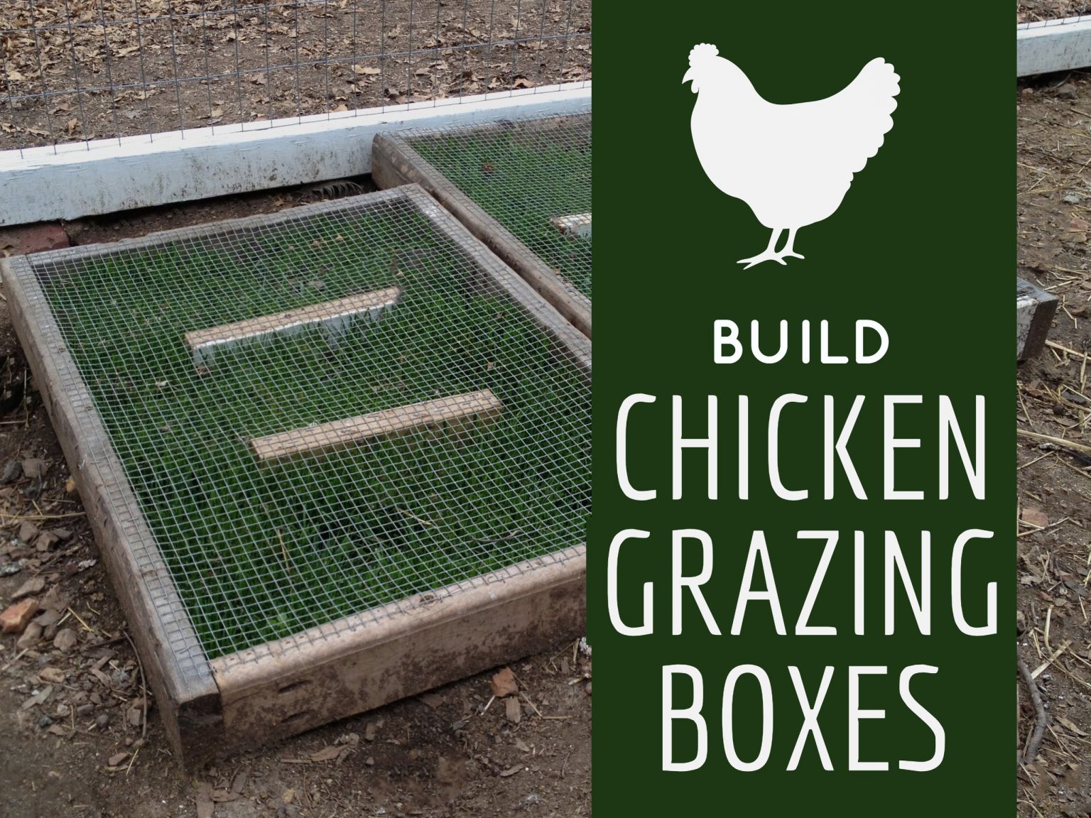 How I Insulated my Chicken Coop & Get Eggs All Winter | Hawk Hill