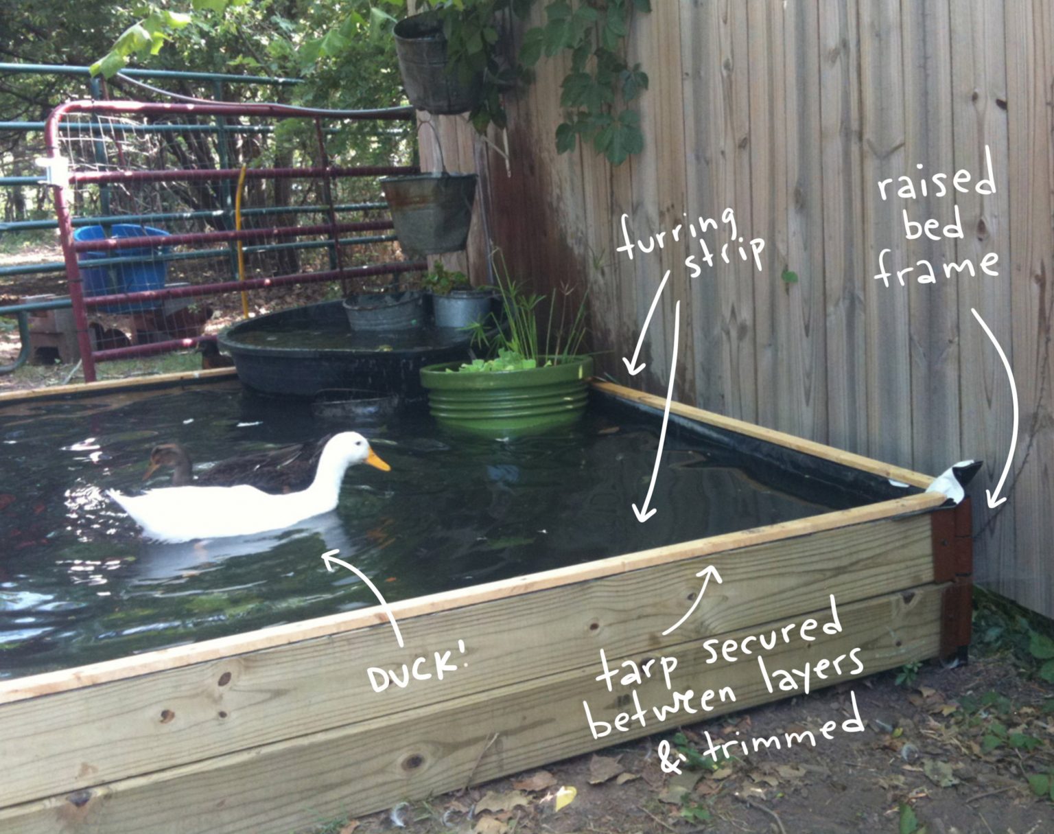 How to Build a No-Dig Backyard Pond for Under $70 | Hawk Hill