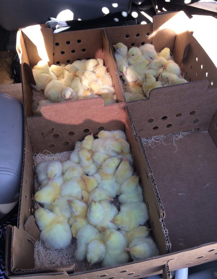 Getting a Broody Hen to Raise Hatchery Chicks: A How To Guide | Hawk Hill