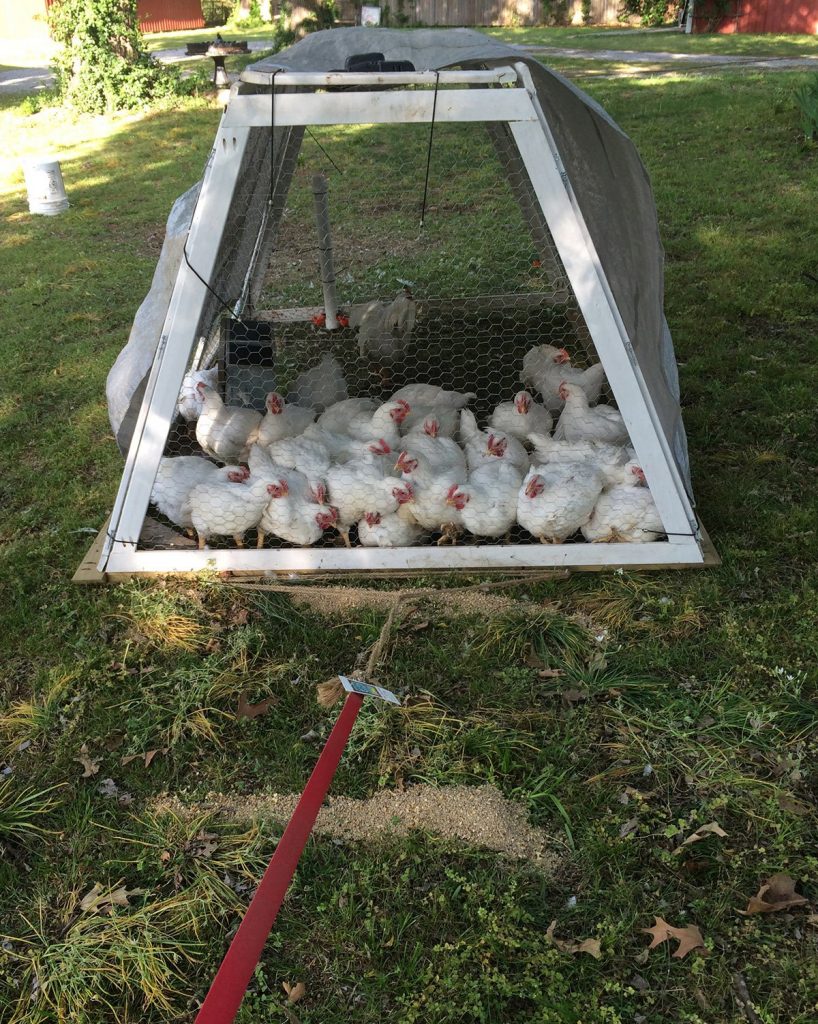 How to Build a Portable Fold-Flat Chicken Tractor - Free Plans | Hawk Hill