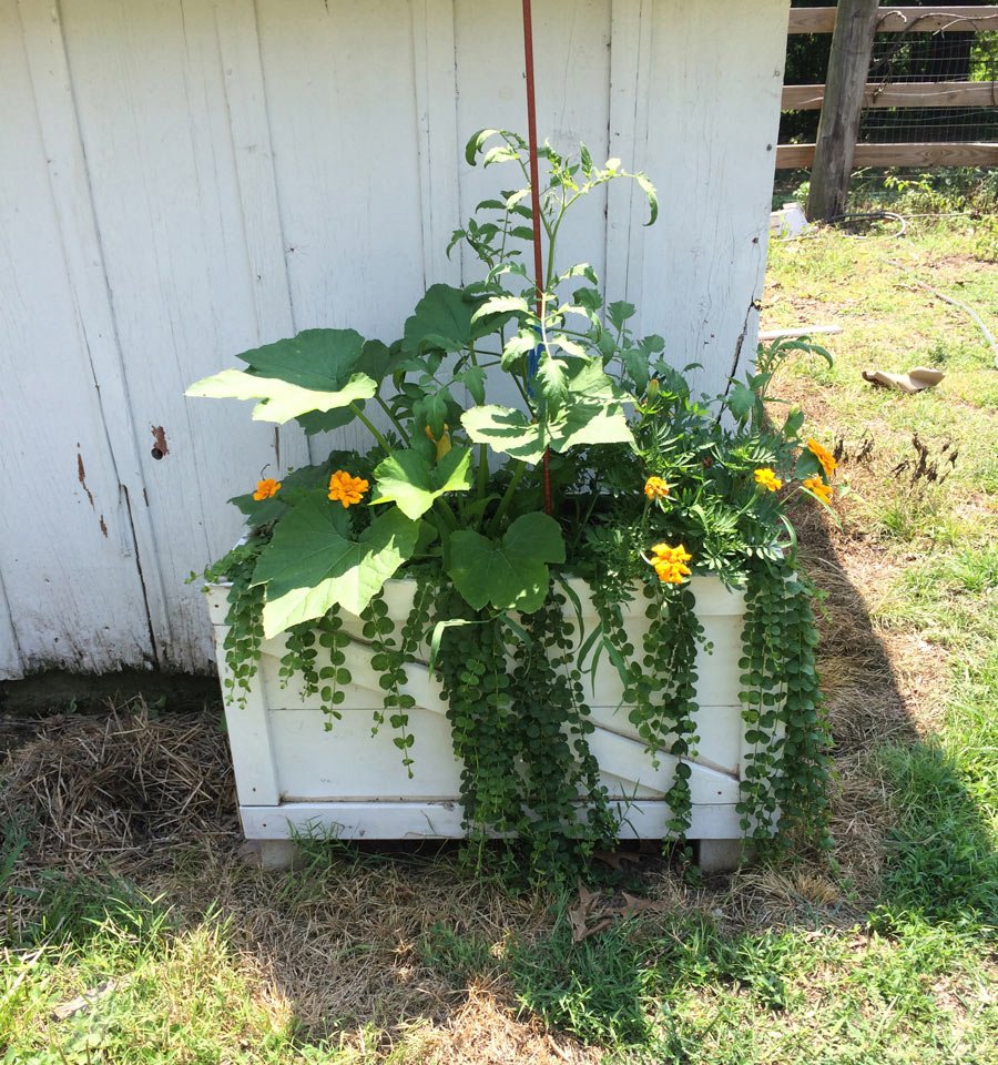 Plants for Chicken Coop Runs | Landscape for Shade and Forage | Hawk Hill