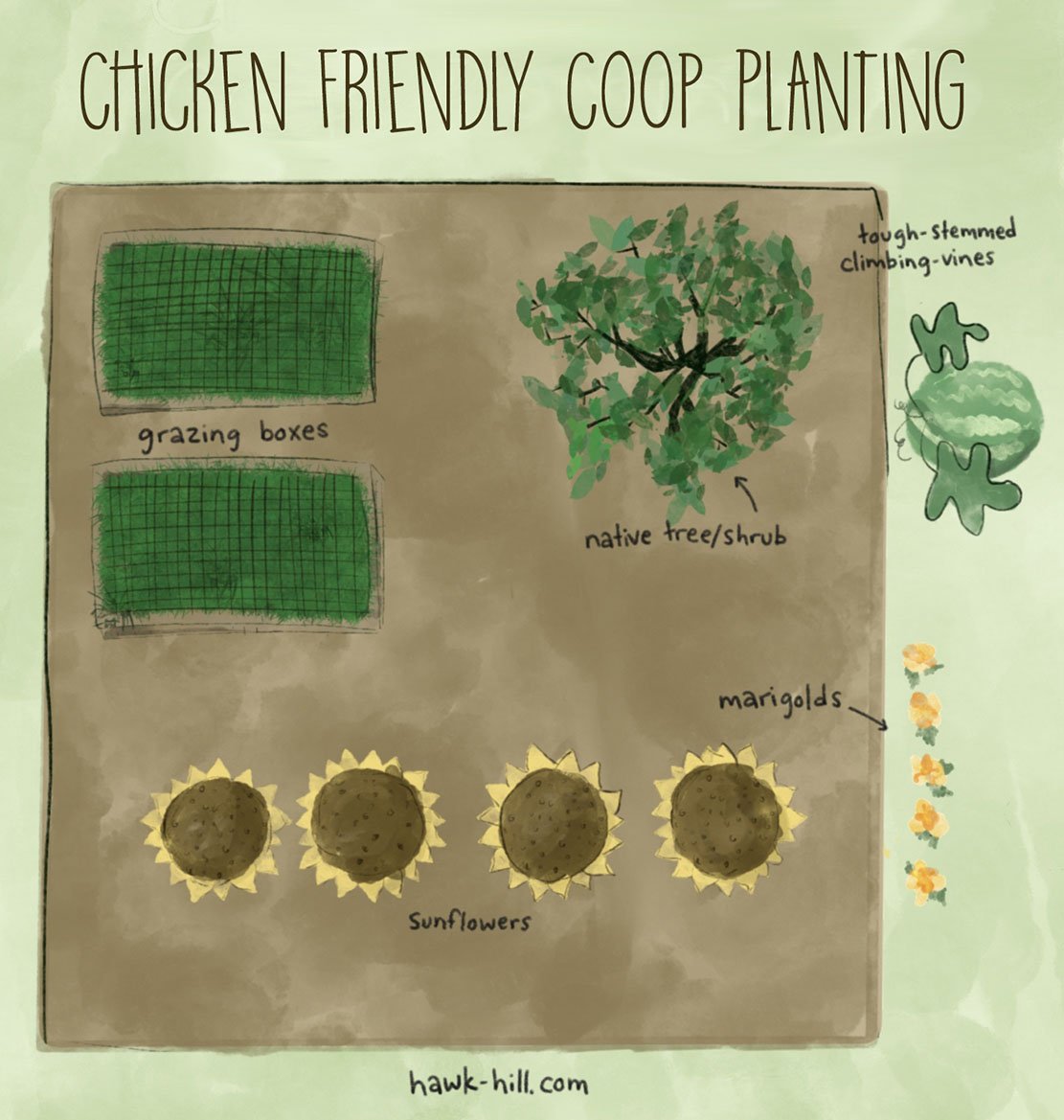 Plants for Chicken Coop Runs | Landscape for Shade and Forage | Hawk Hill