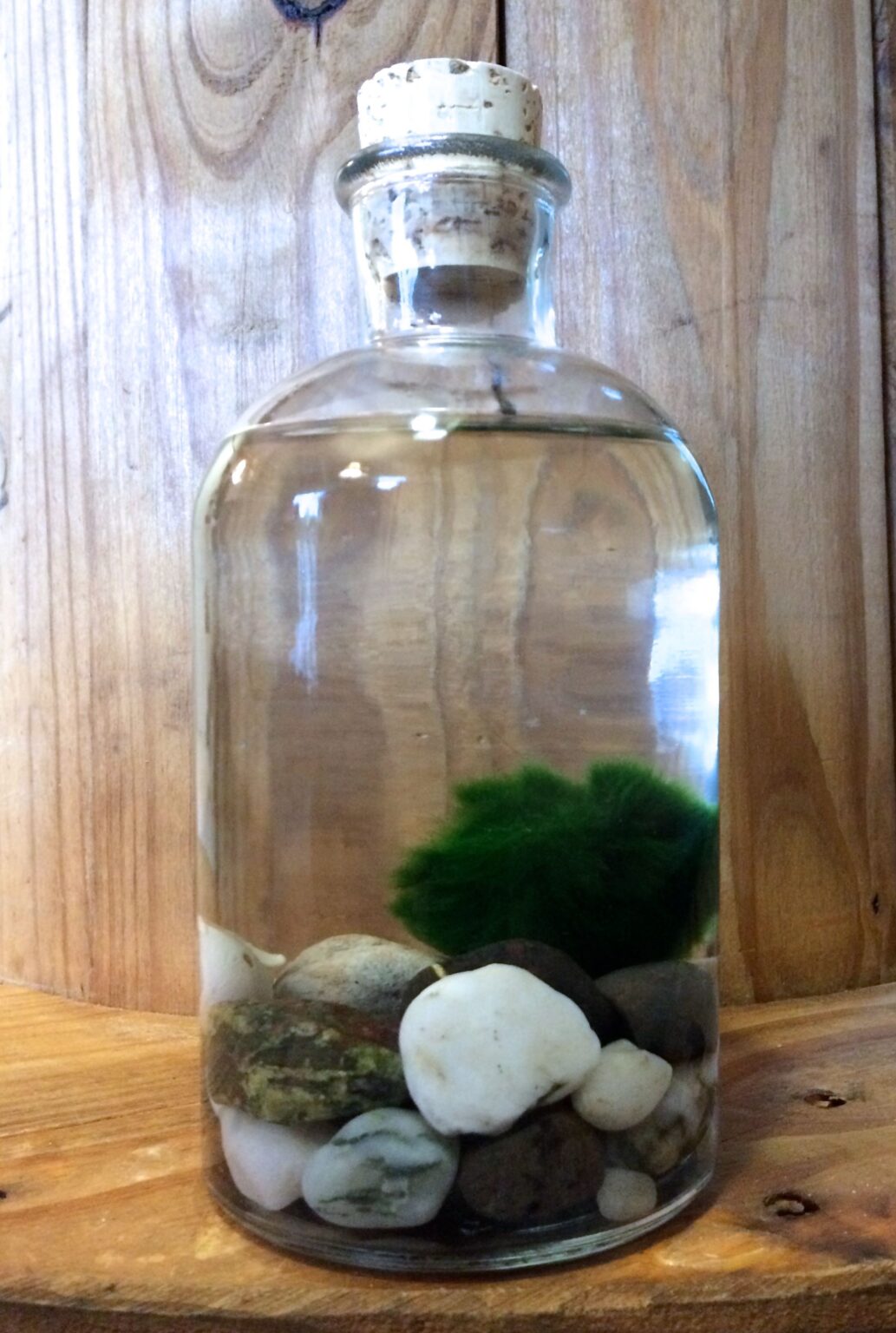 How to Make a Marimo Moss Ball Terrarium | Hawk Hill