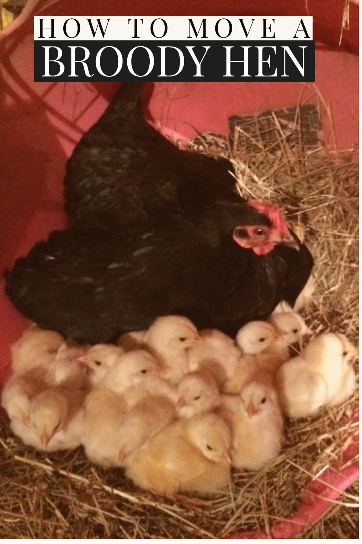 How to Successfully Move a Broody Hen | Hawk Hill
