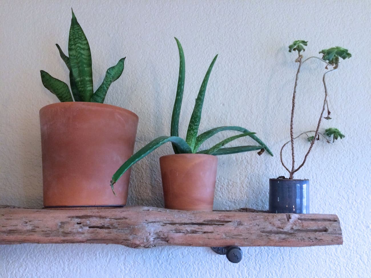 DIY Gorgeous Floating Driftwood Shelf for Under $20