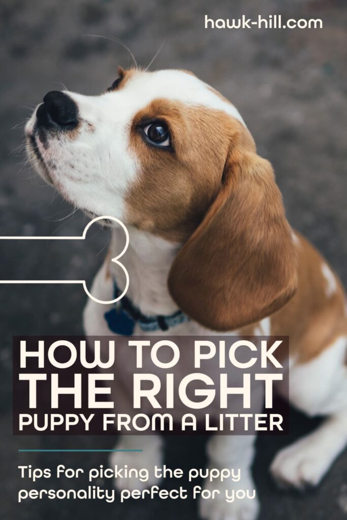 How to Pick a Puppy from a Breeder's Litter | Hawk Hill