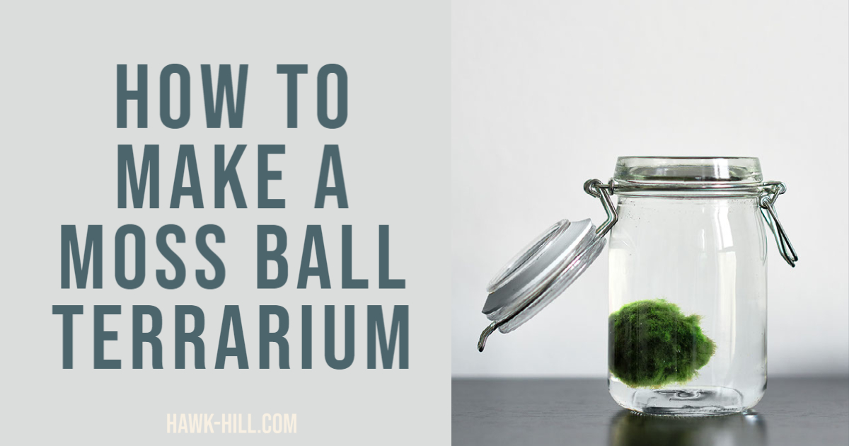 How to Make a Marimo Moss Ball Terrarium | Hawk Hill