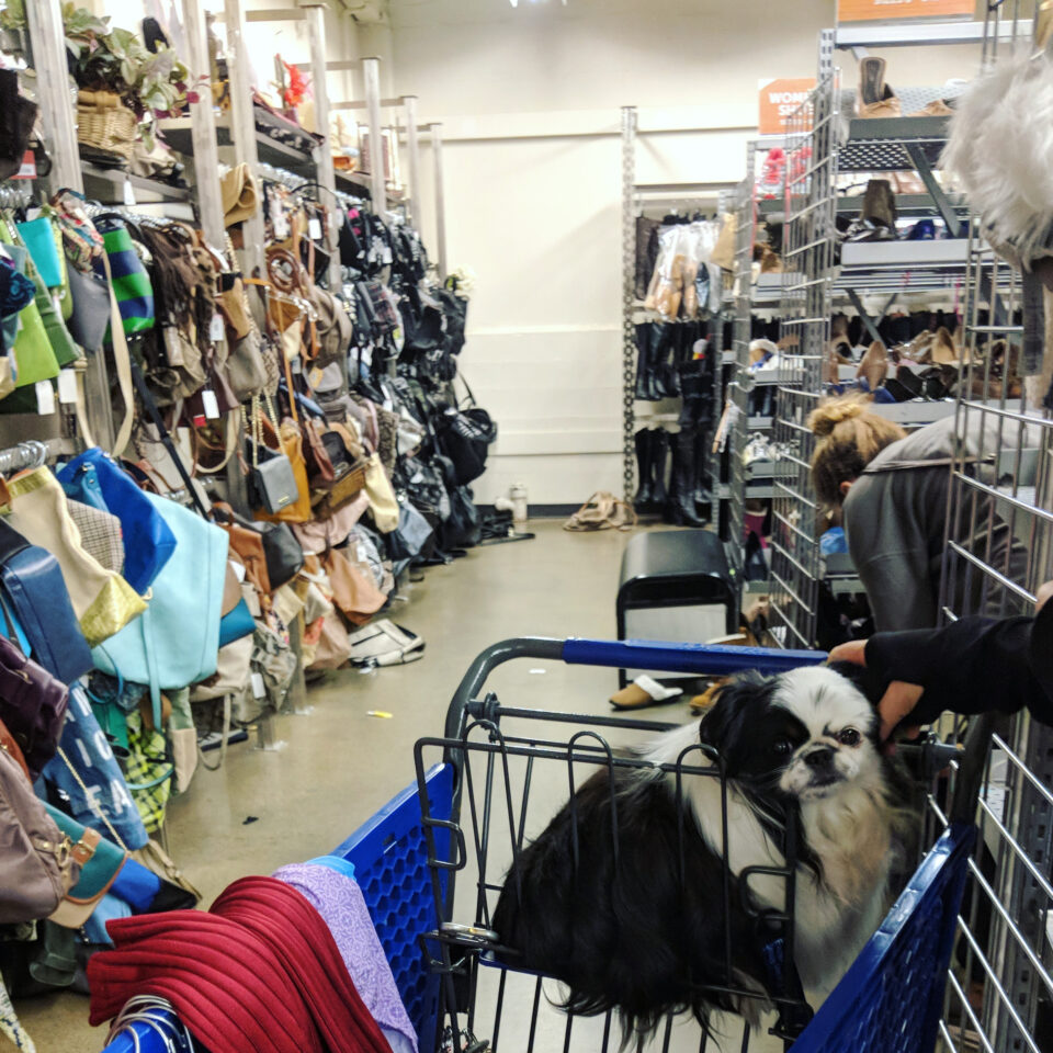 How to Thrift Store Shop like a Pro: Mastering the Goodwill Restock ...