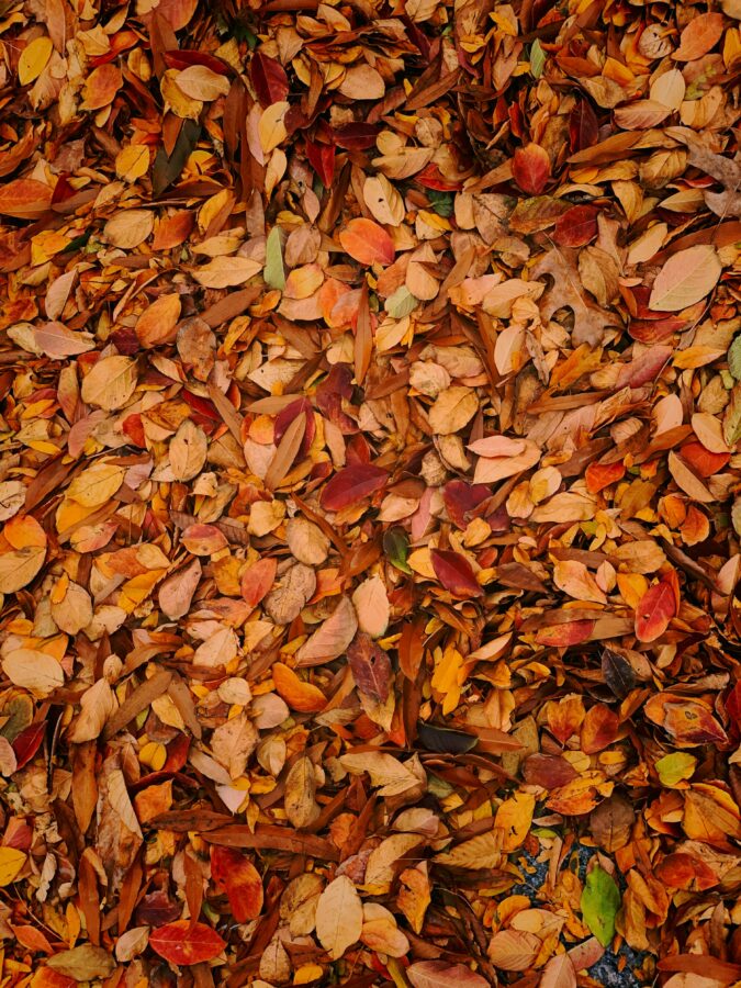 Unleash your Creativity: Stunning and Easy Little Autumn Leaf ...