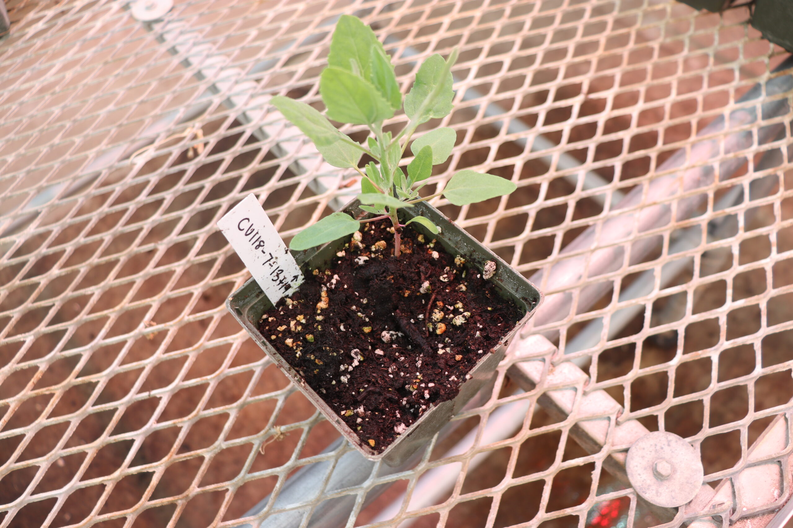 Growing Quaint Quinoa At Home | Hawk Hill