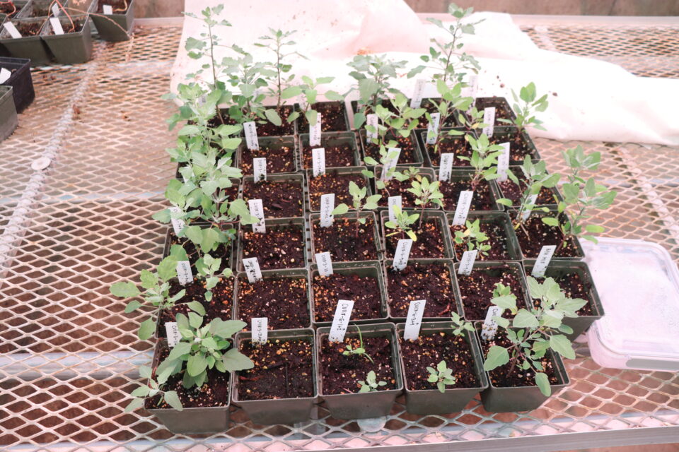 Growing Quaint Quinoa At Home | Hawk Hill