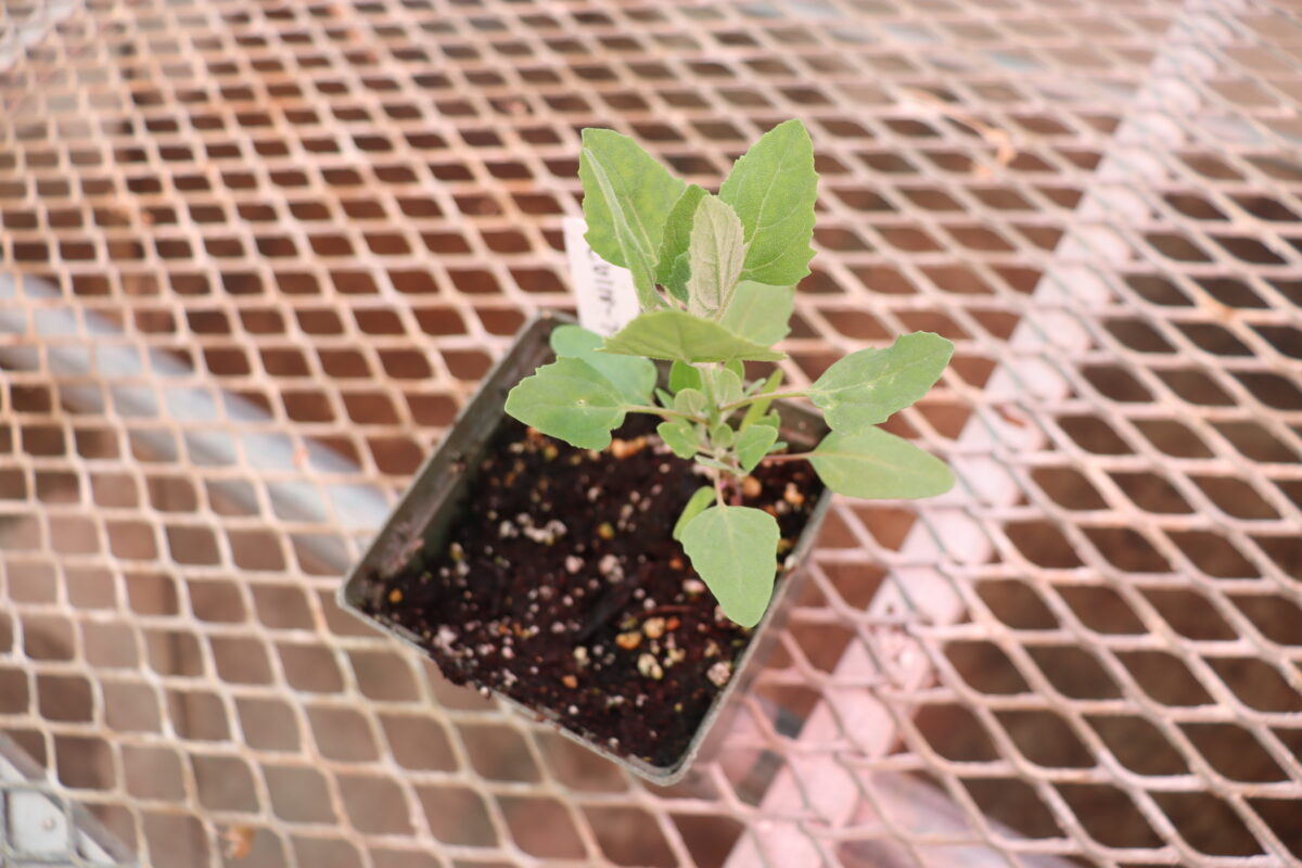 Growing Quaint Quinoa At Home | Hawk Hill