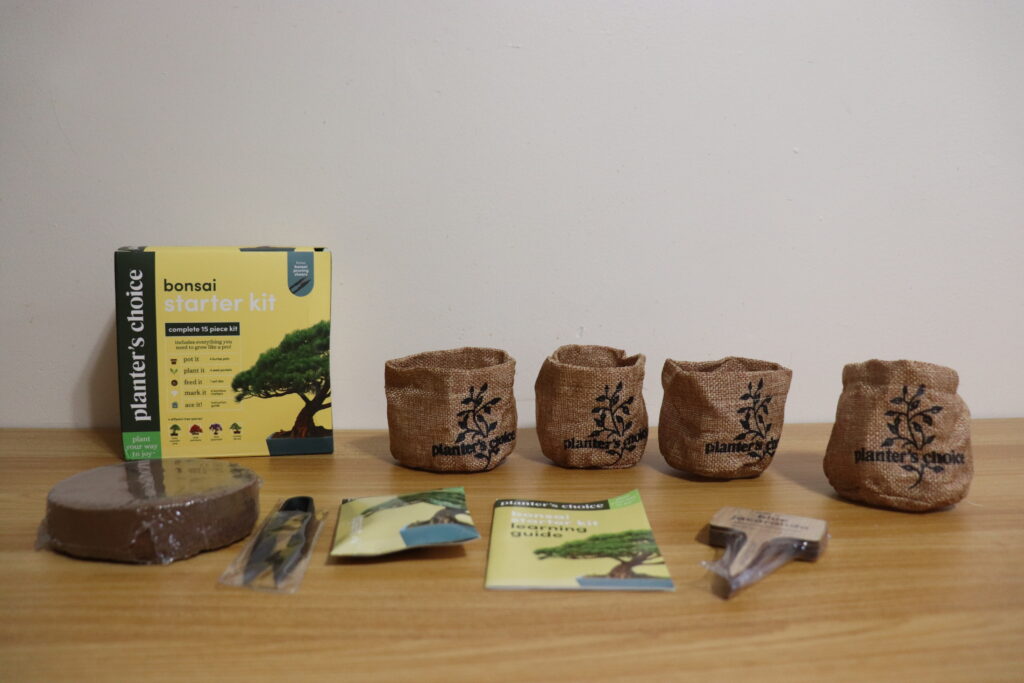 DIY Bonsai Tree: 5 simple steps for sowing your Bonsai