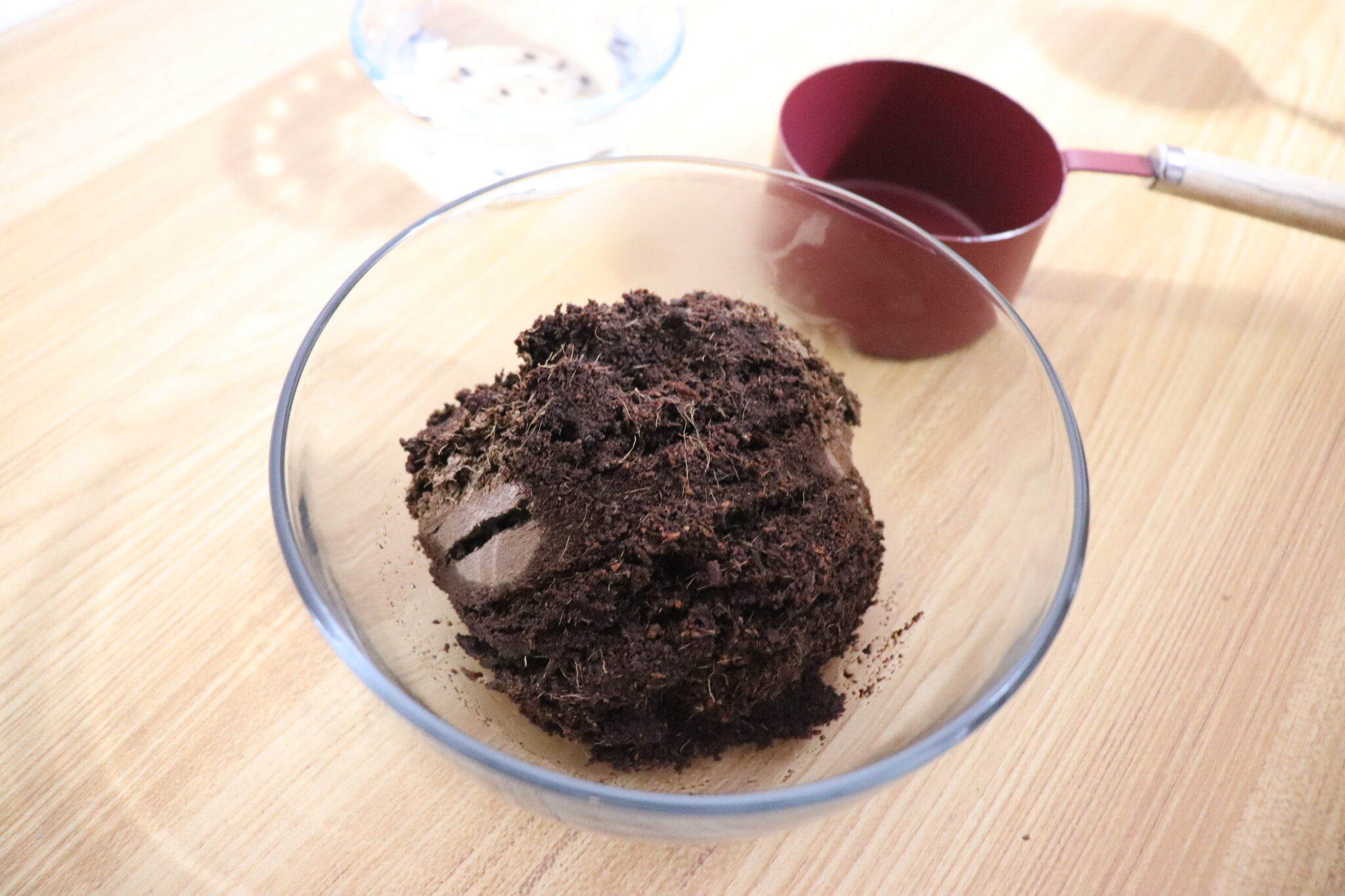 DIY Bonsai Tree: 5 simple steps for sowing your Bonsai